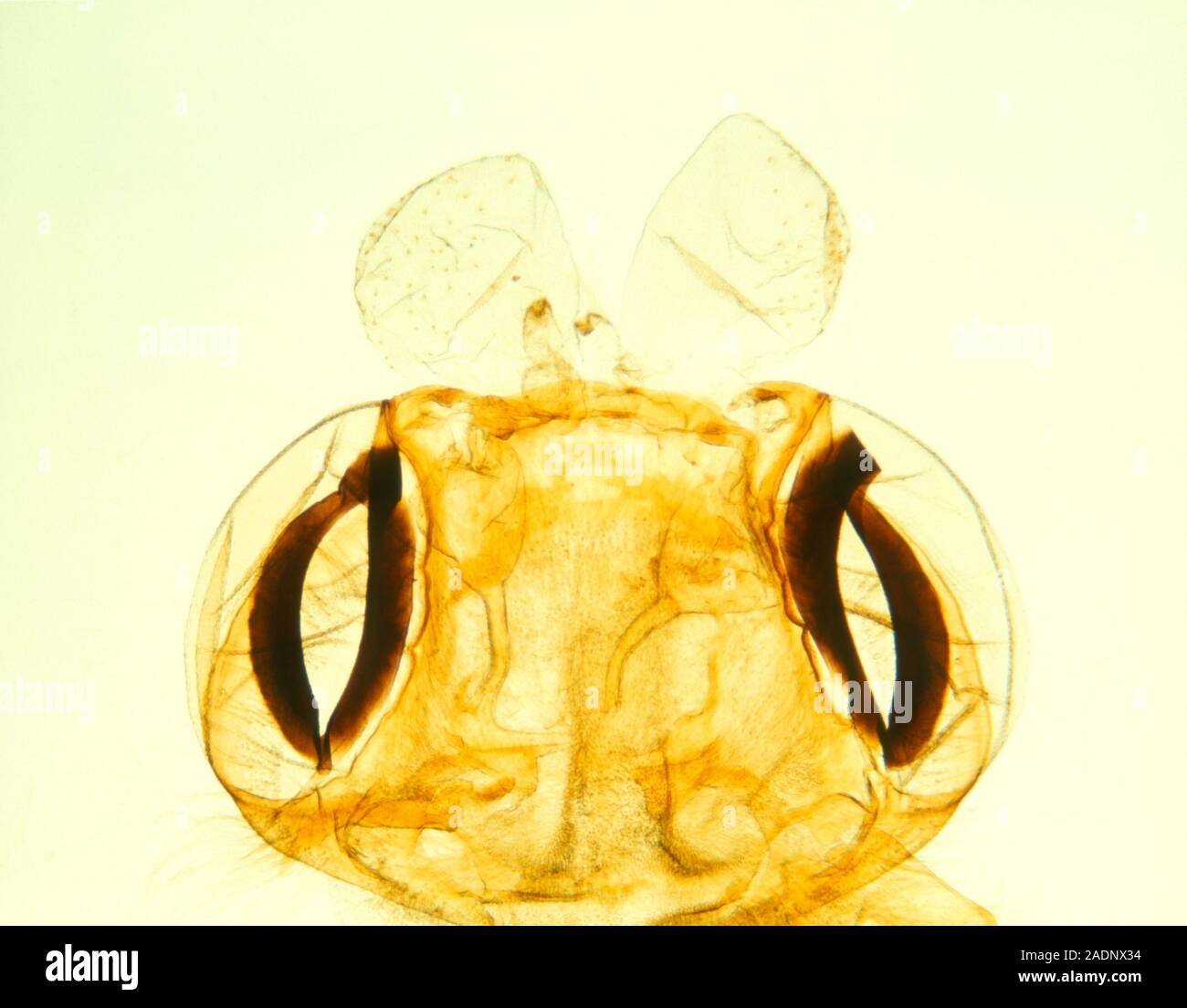 Light micrograph of the chewing mouthparts of the silkworm; the larva ...