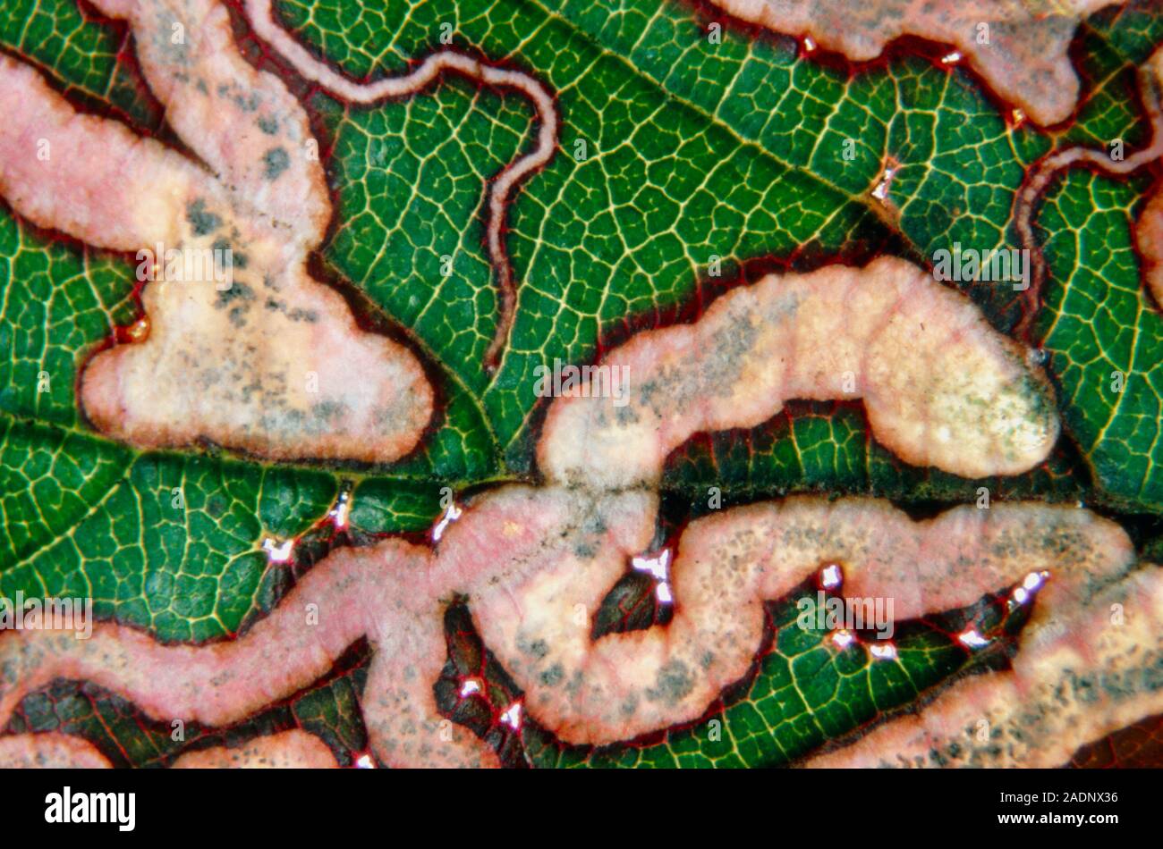Stereomicroscope photograph of the track of the larva of a Golden pigmy ...