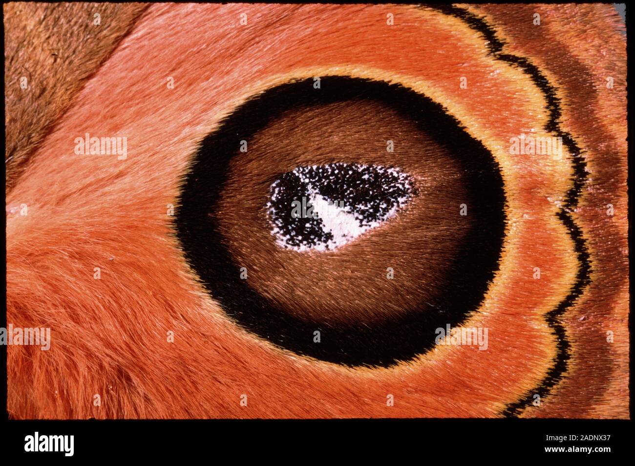 Macrophotograph of the eyespot on the wing of a silkmoth, Automeris ...