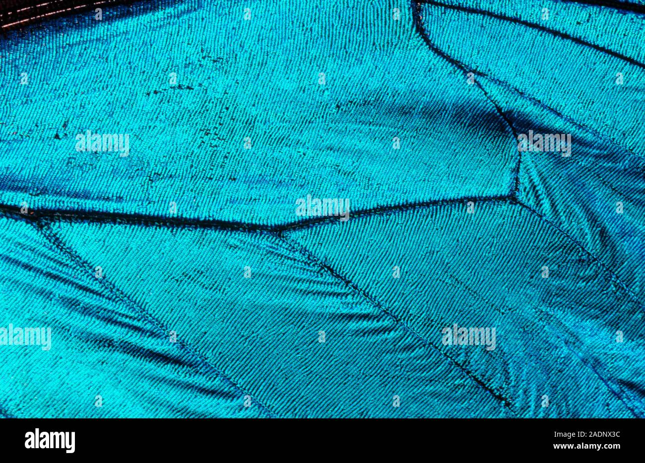 Close-up of the wing of a male butterfly of the family Morphidae. The ...