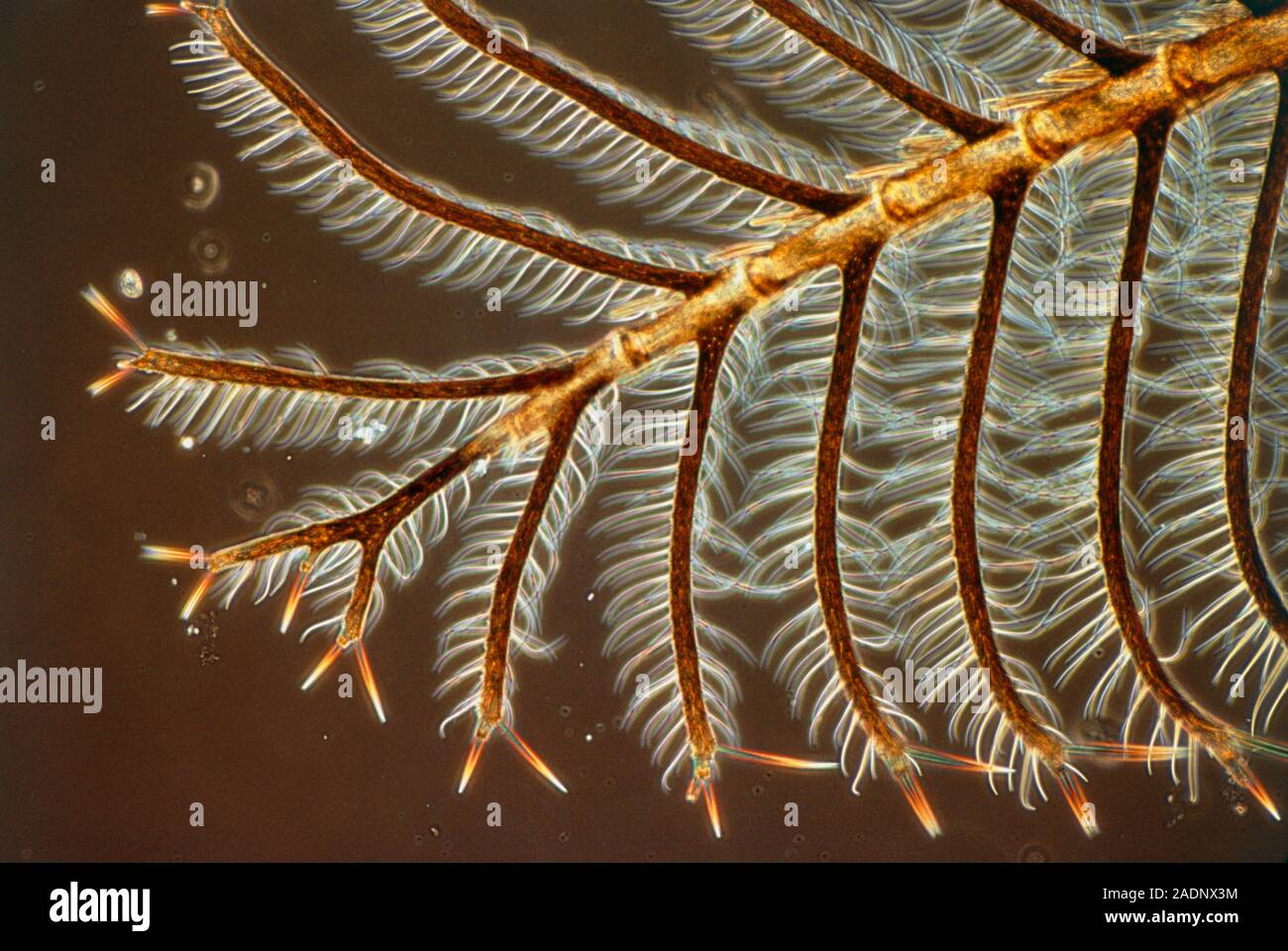 Light micrograph of the feather-like antenna of a night-flying moth ...