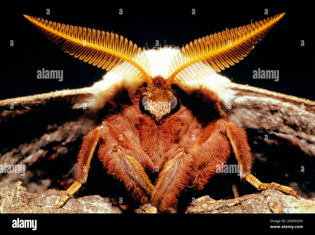 Close-up of the giant peacock moth, Saturnia pyra, showing its feather ...