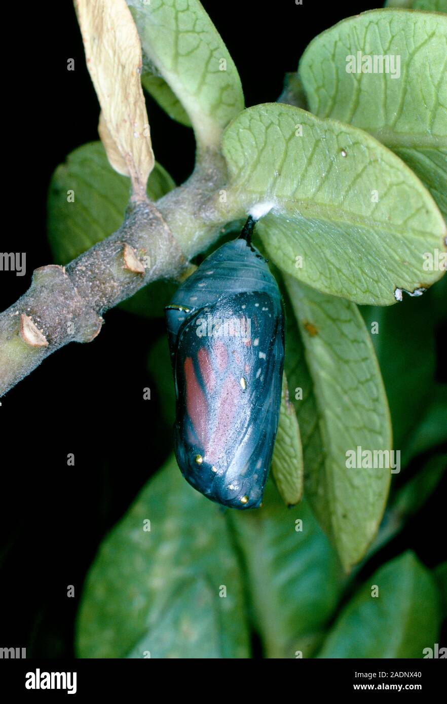 Pupa of a Monarch butterfly (Danaus plexippus). The pupa is nearly ...