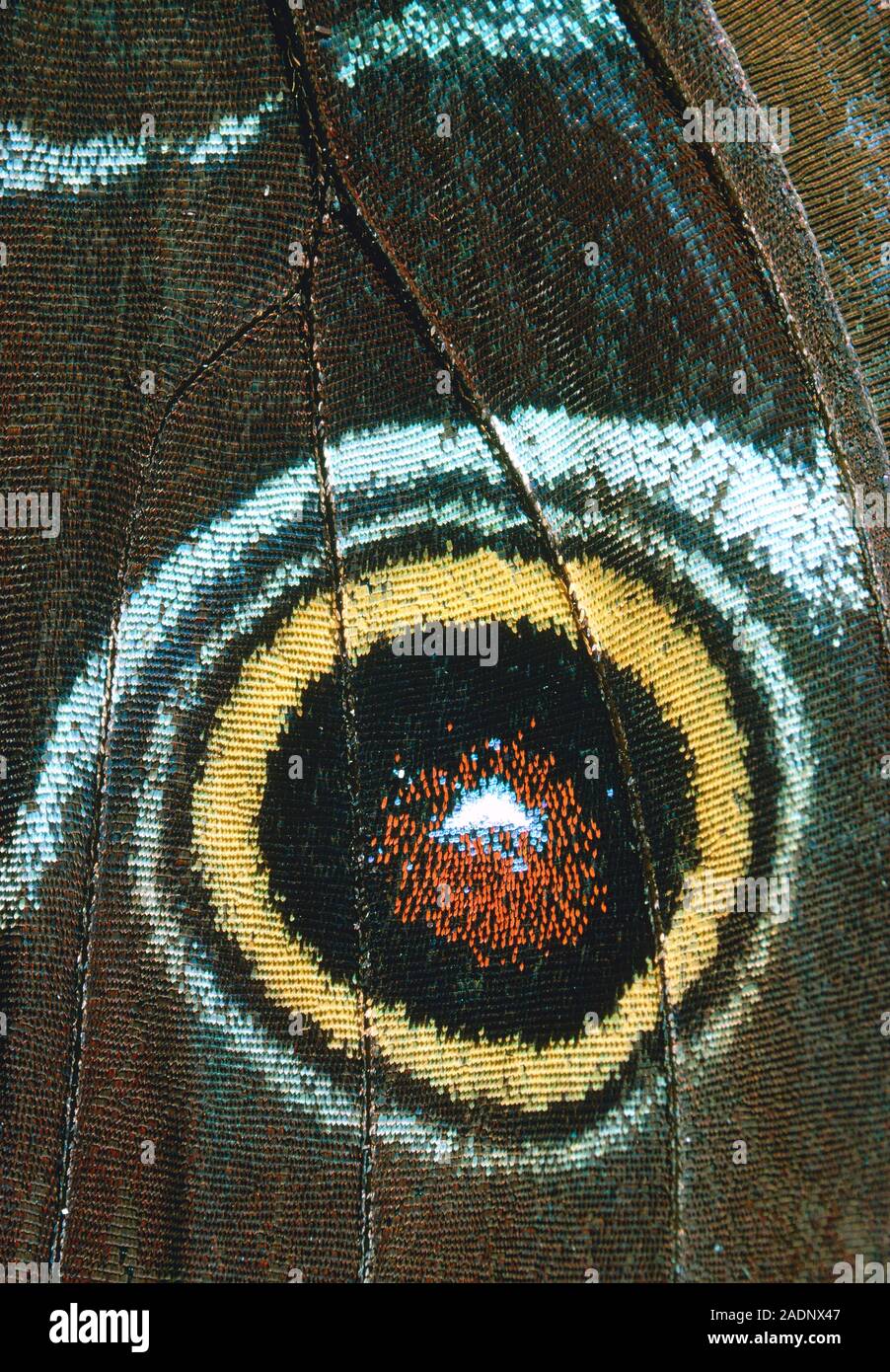 Wing eyespot. Close-up of the wing of the female butterfly Morpho ...