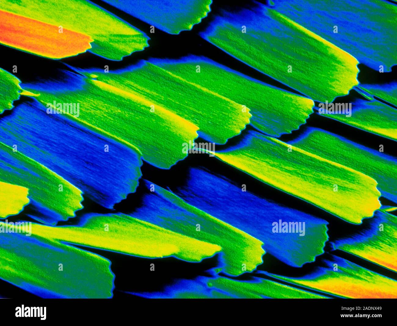 Butterfly wing. Coloured scanning electron micro- graph (SEM) of scales ...