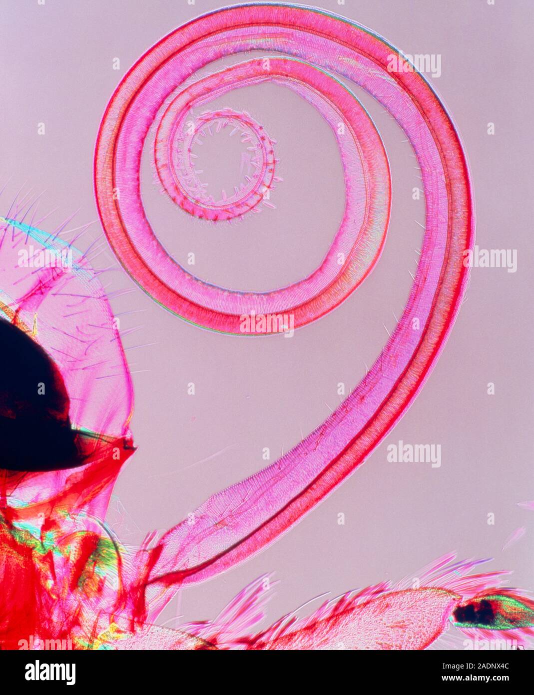 Head of a butterfly. Polarised light micrograph of the head and coiled ...