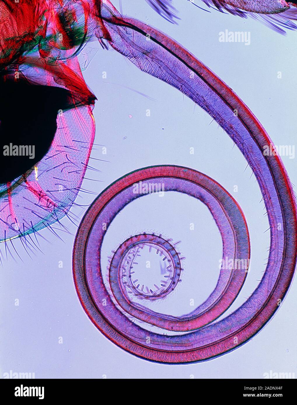 Head of a butterfly. Polarised light micrograph of the head and coiled ...