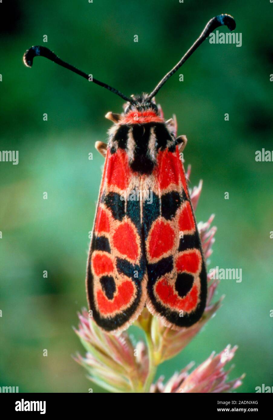 Moth with warning colours. The Burnet moth Zygaena fausta with its ...