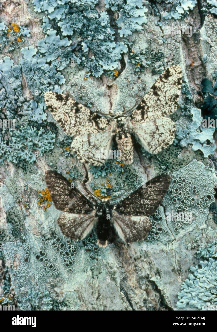 Moth camouflage. Two colour varieties of peppered moth Biston betularia ...