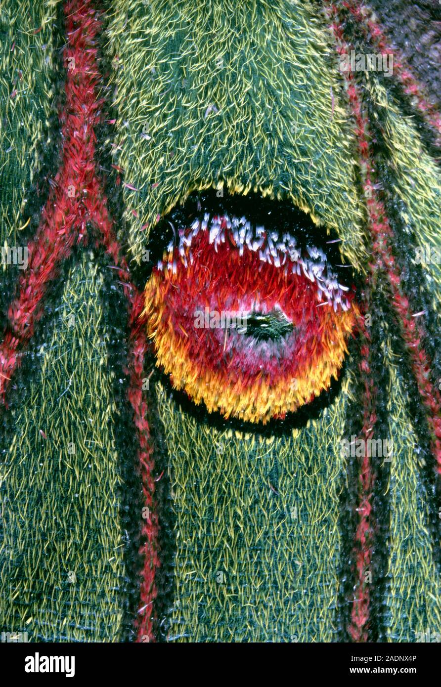 Eyespot of moth. Macrophotograph of the wing of the Spanish moon moth ...