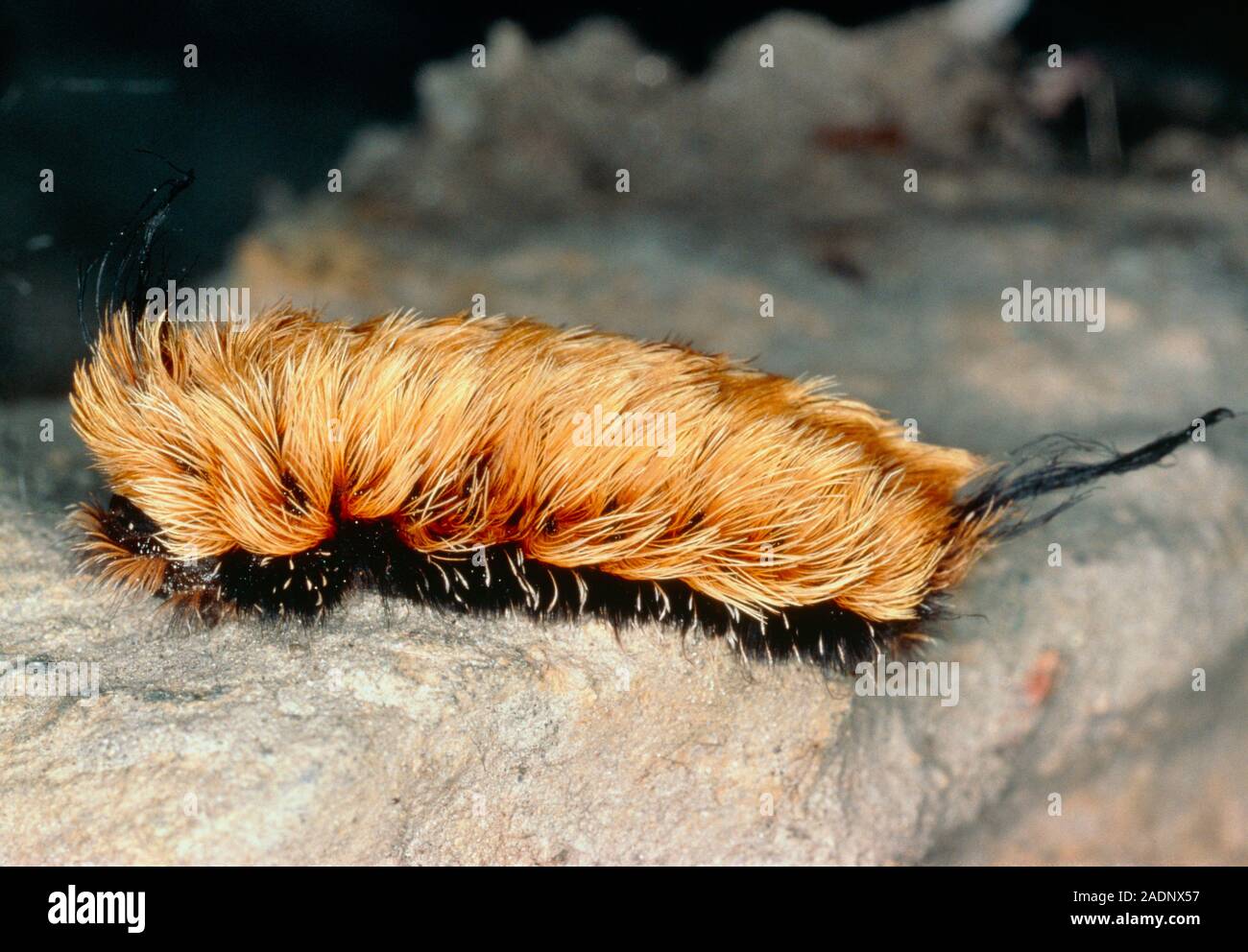 Flannel moth caterpillar. The hairy caterpillar of a Peruvian species ...
