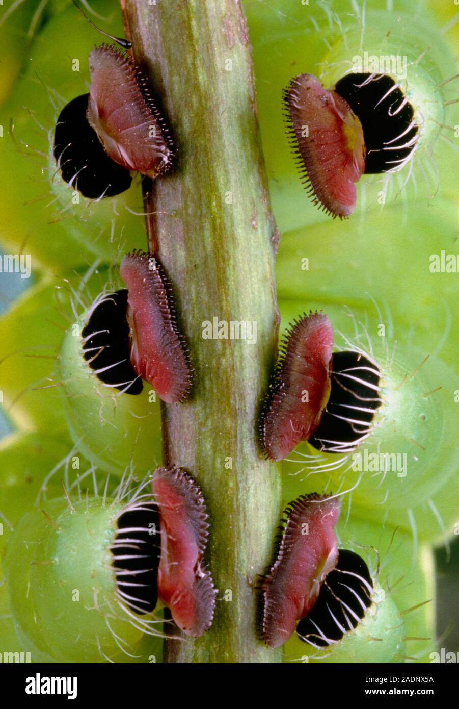 Caterpillar feet. Macrophotograph of the sucker- like feet of a peacock ...