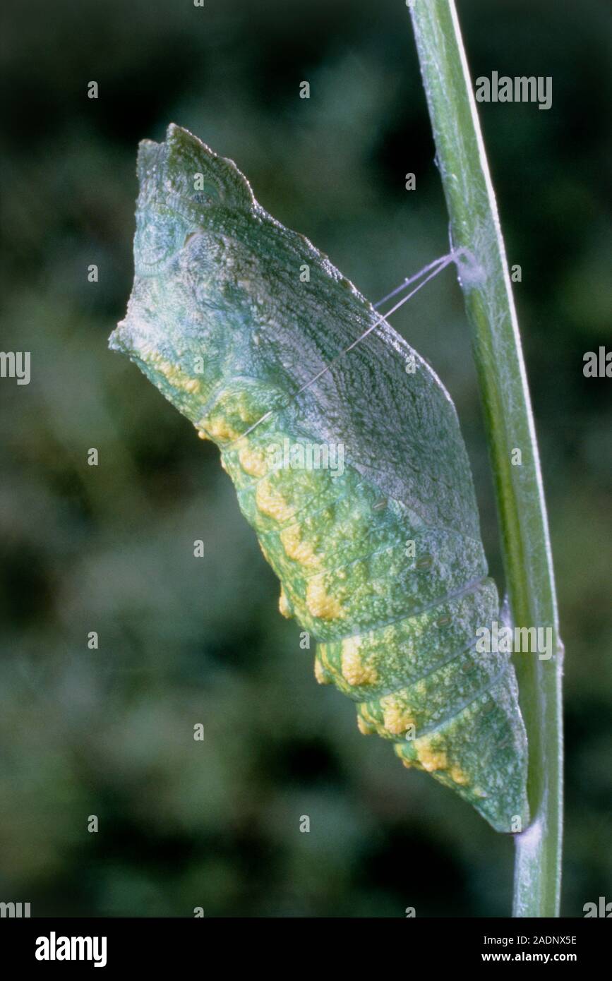 Swallowtail chrysalis. Macrophotograph of a chrysalis of the ...