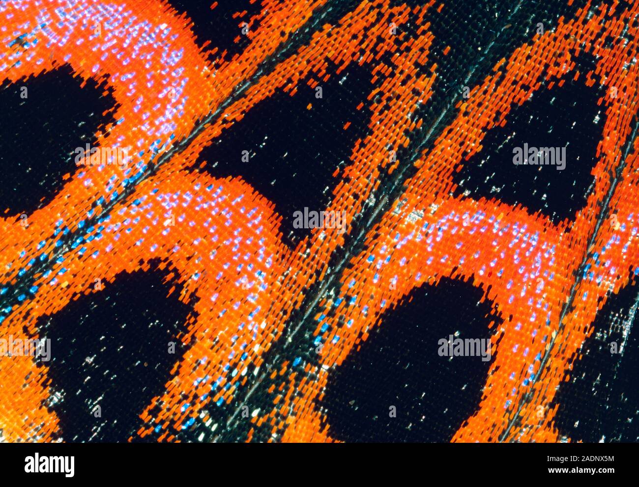 Wing scales. Close-up of the wing of a swallowtail butterfly, Papilio ...