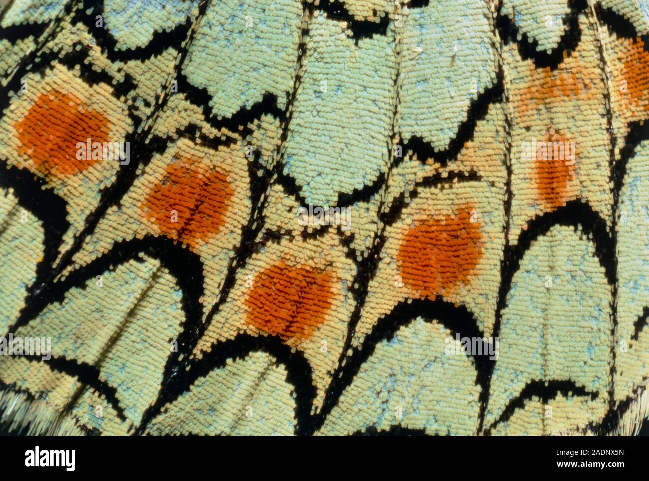 Butterfly wing. Close-up of the wing of a butterfly, species Melitaea ...