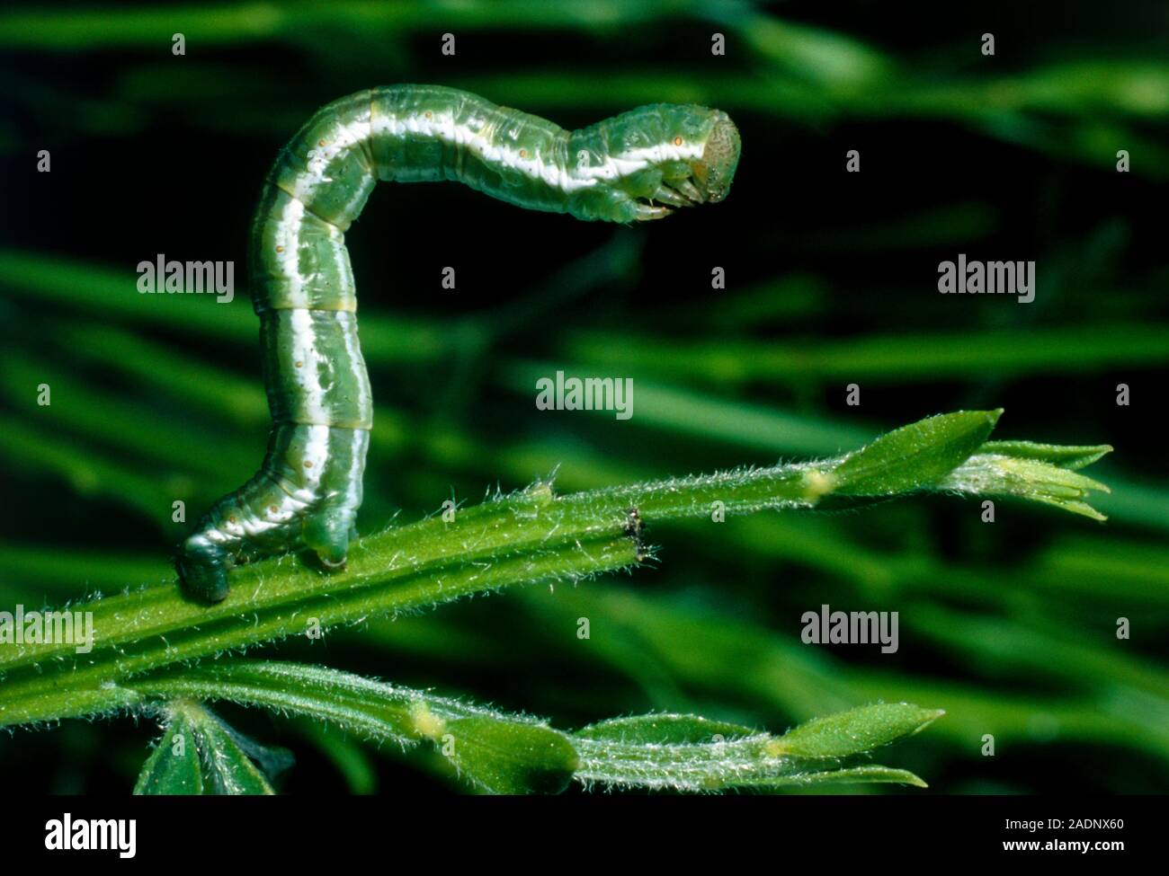 Inchworm. A caterpillar of the family Geometridae (inchworms or ...