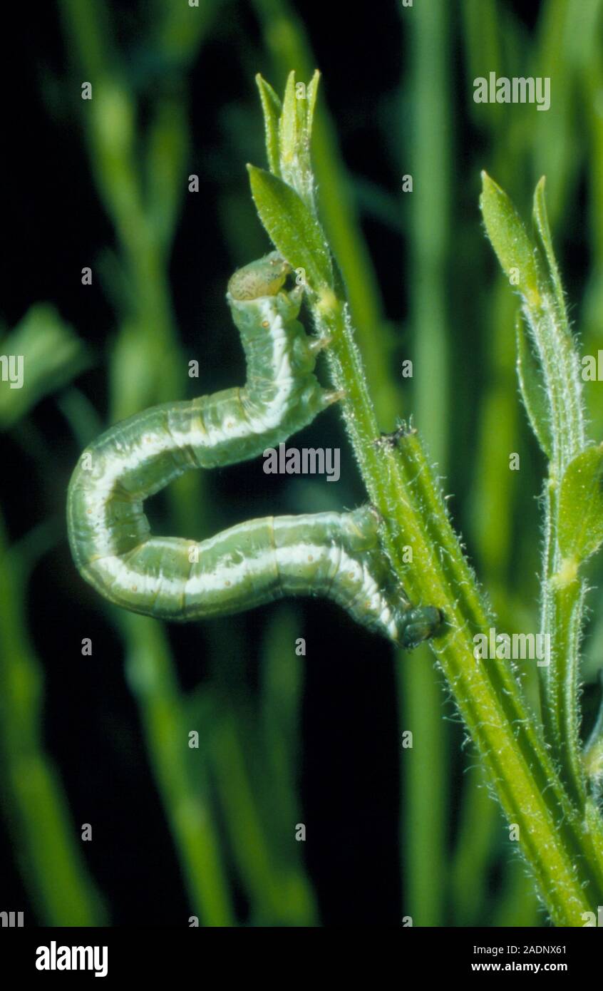 Inchworm. A caterpillar of the family Geometridae (inchworms or ...
