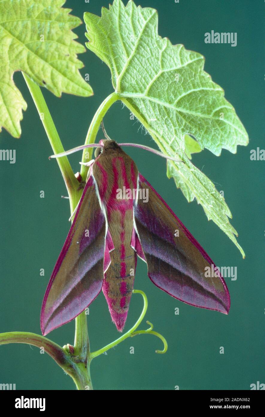 Elephant hawkmoth. Adult Elephant Hawkmoth, Deilephila elpenor, resting ...