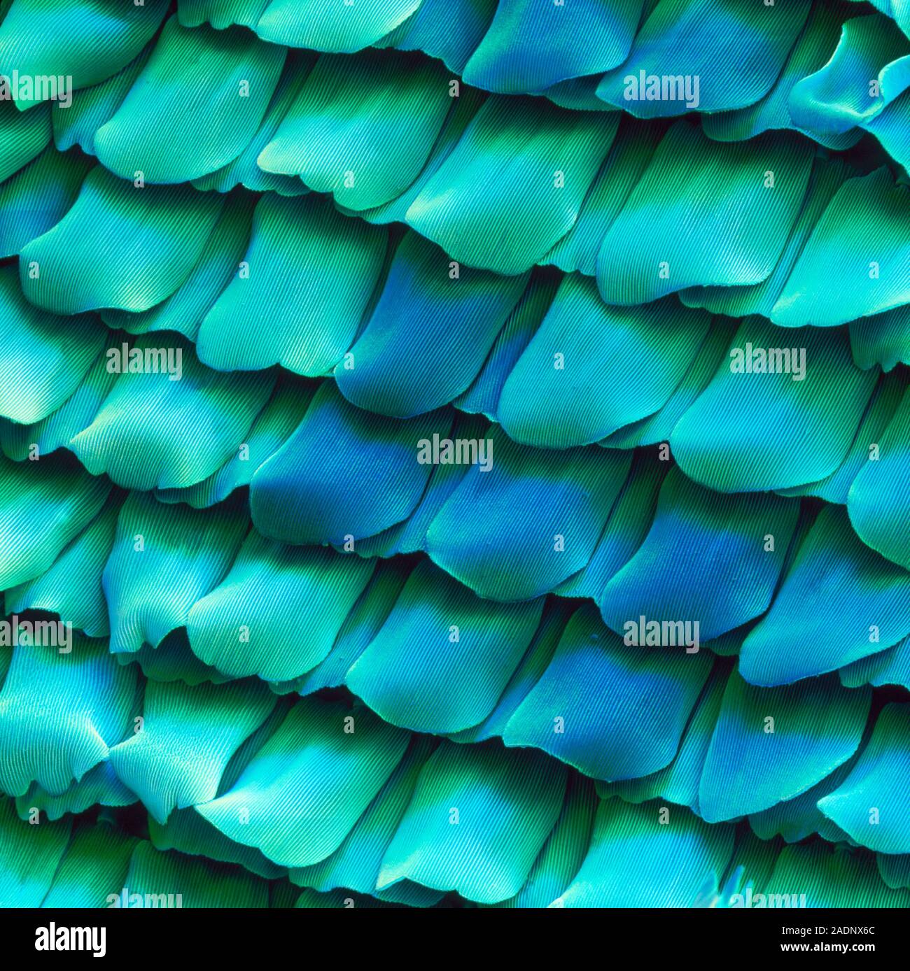 Butterfly scales. Coloured Scanning Electron Micrograph (SEM) of scales ...