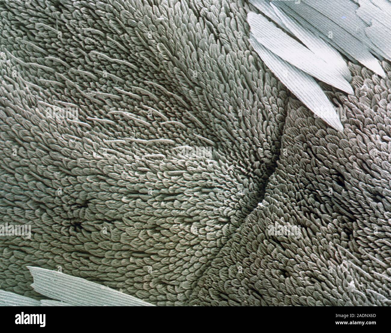 Butterfly antenna. Scanning electron micrograph of the surface of the ...