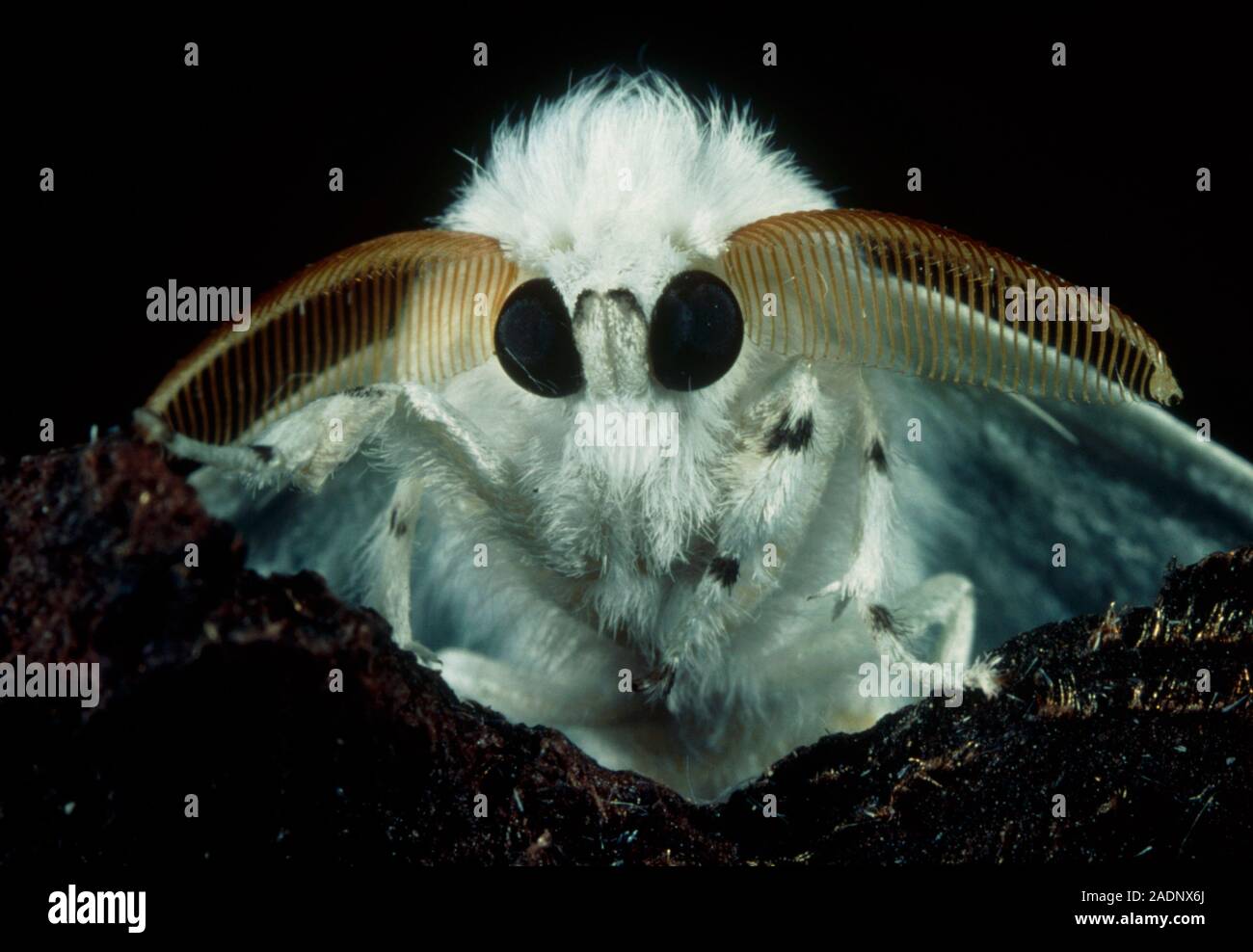 Giant emperor moth. Macrophotograph of a male giant emperor moth ...