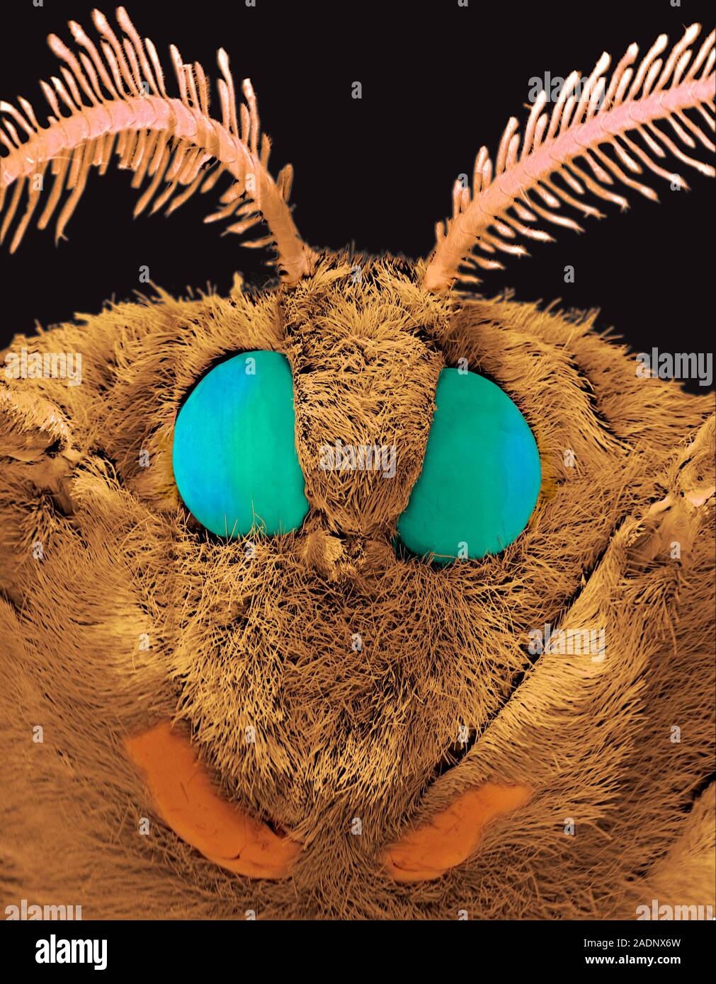 Silk moth head. Coloured scanning electron micrograph (SEM) of the head ...