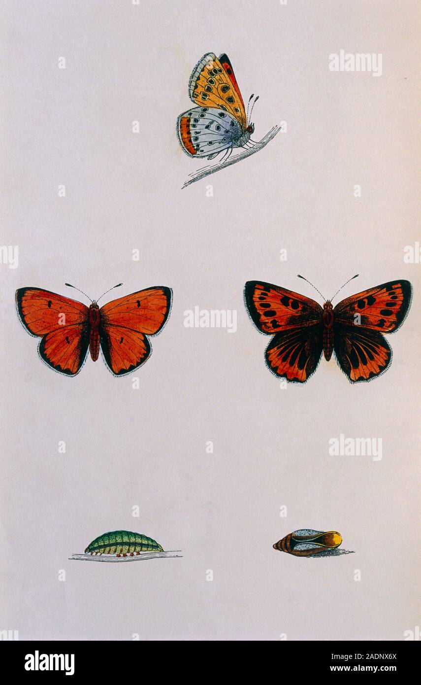 Large copper. Coloured historical engraving of a large copper butterfly ...