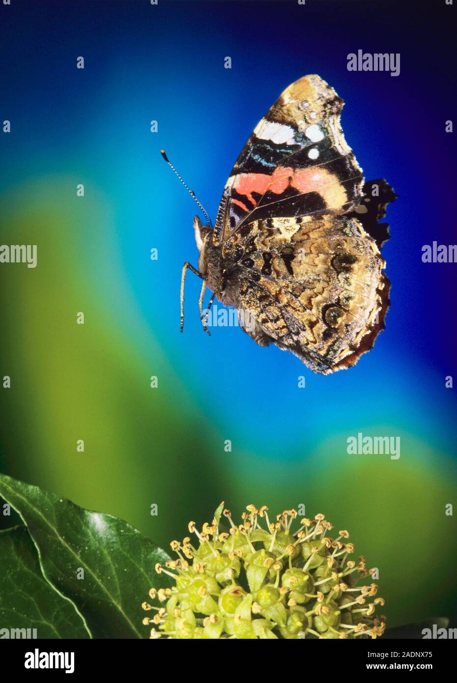 Red Admiral. High-speed photo of a red admiral butterfly (Vanessa ...