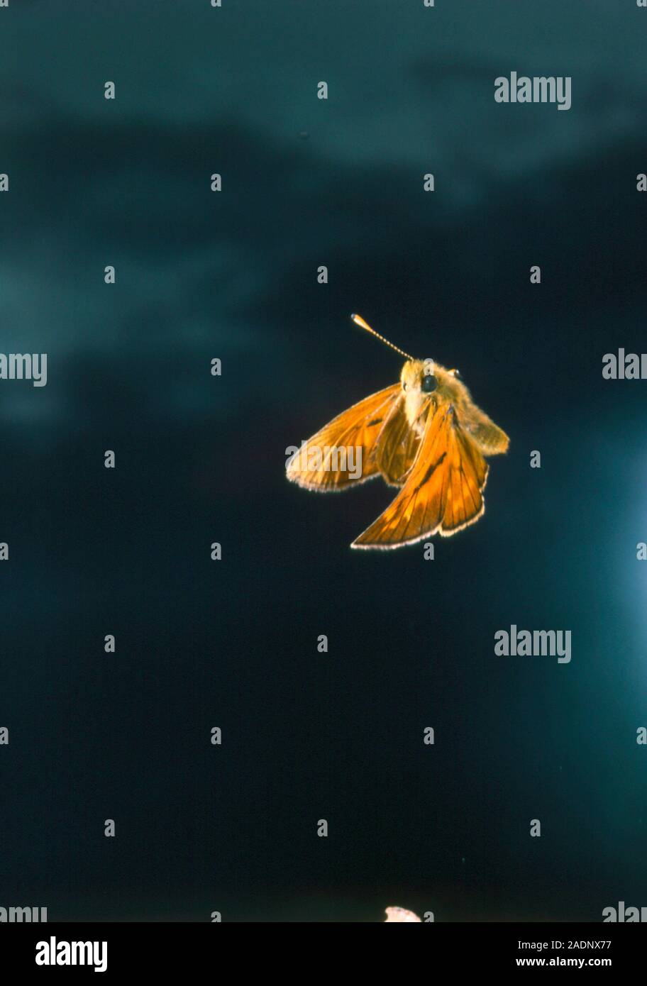 Large skipper butterfly. High-speed photograph of a 'large skipper ...