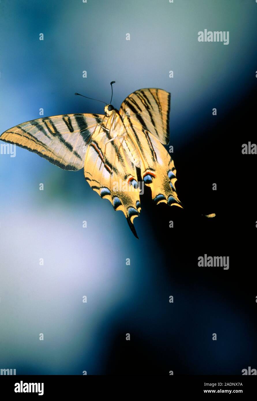 Scarce swallowtailed butterfly. High-speed photograph of a scarce ...