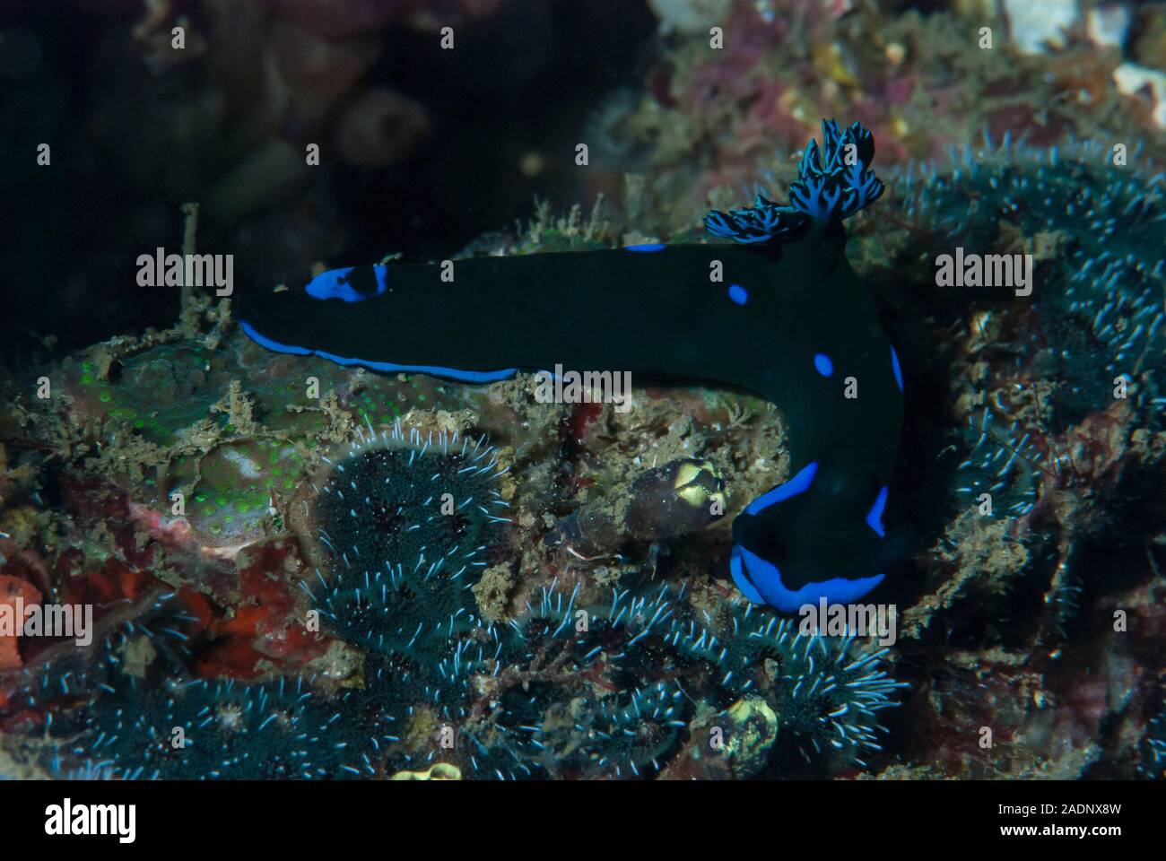 Morosa hi-res stock photography and images - Alamy