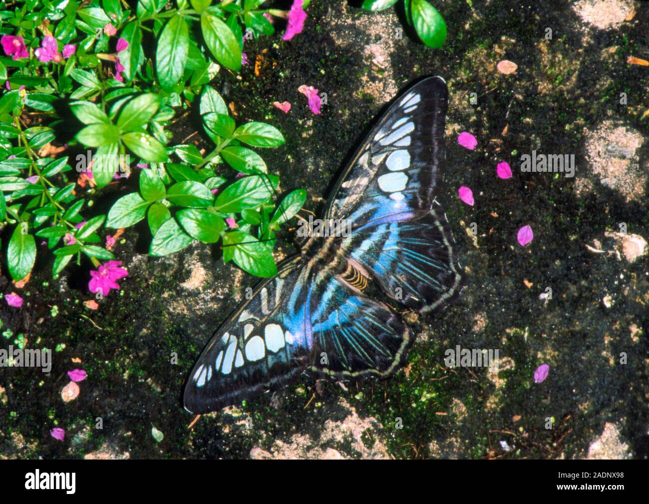 Butterfly. View of a butterfly (family Nymphalidae) resting on earth ...