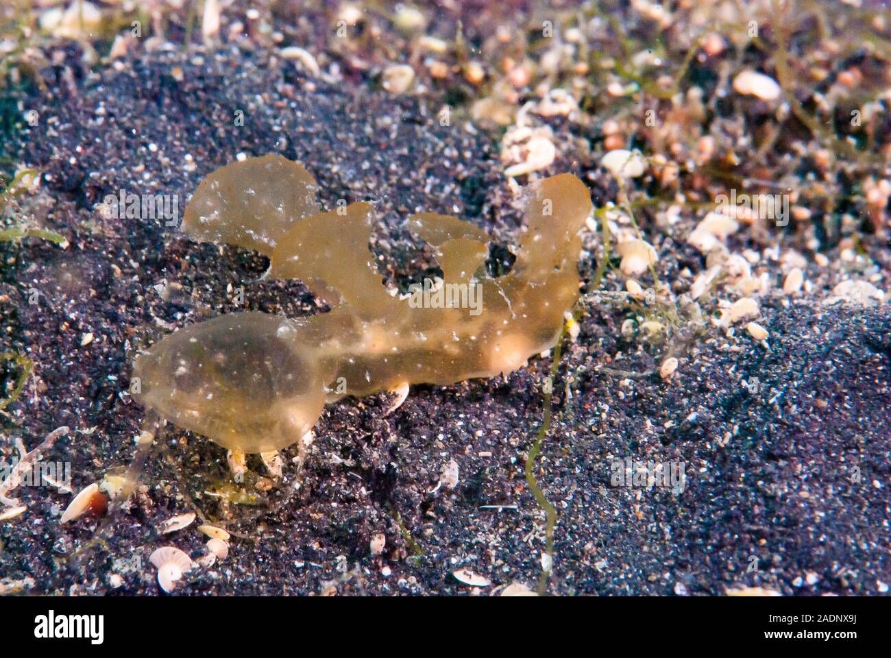 Melibe nudibranch hi-res stock photography and images - Alamy
