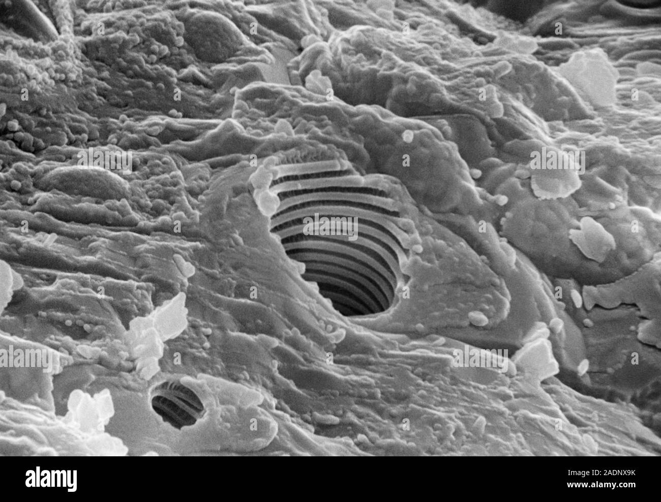 Trachea of a tiger moth. Scanning electron micrograph (SEM) of a ...