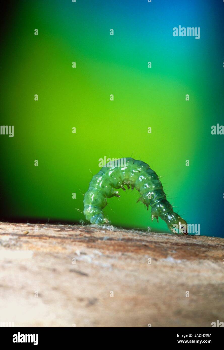 Caterpillar rolling (image 1 of 2). View of a mother-of-pearl moth ...