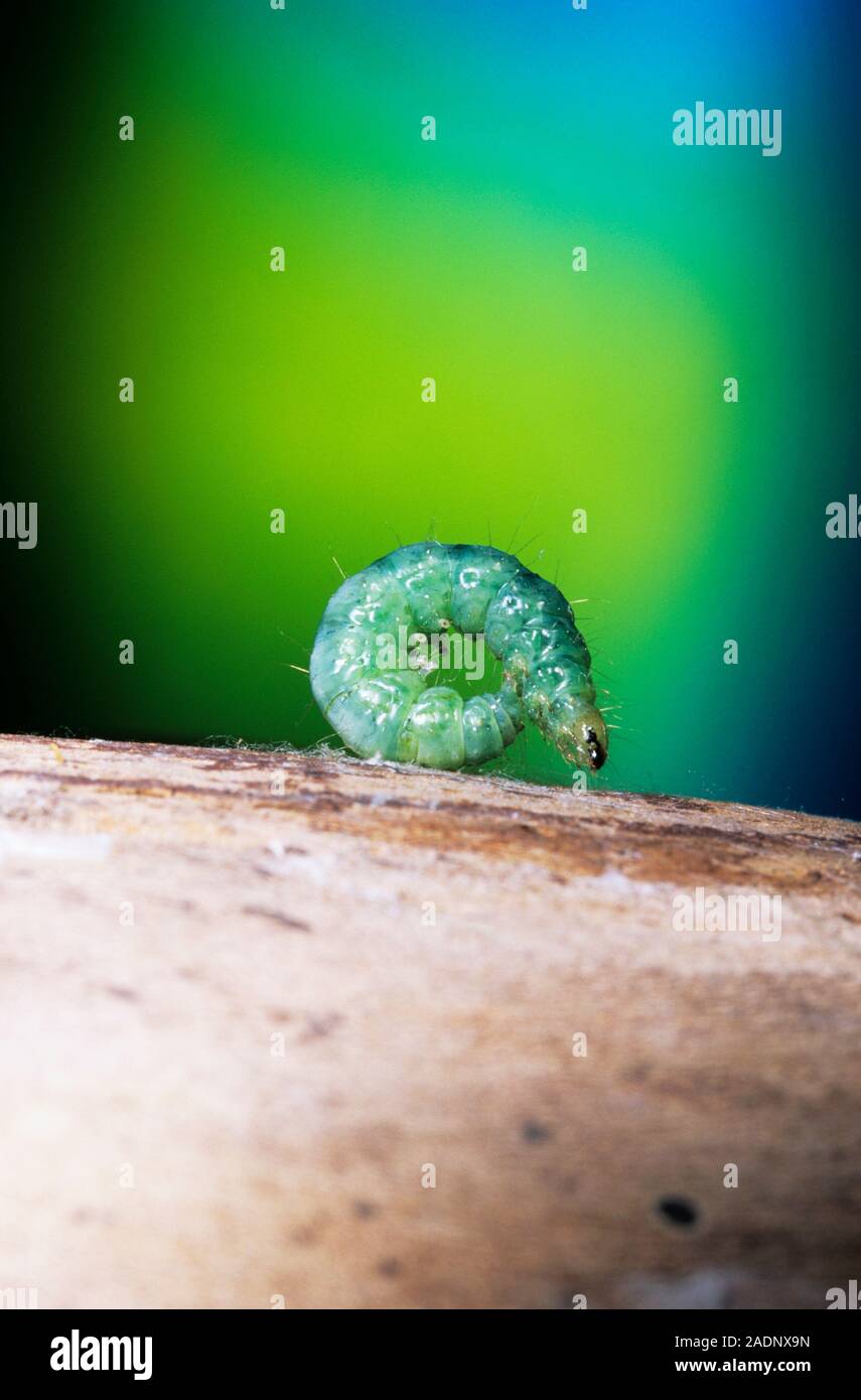 Caterpillar rolling (image 2 of 2). View of a mother-of-pearl moth ...