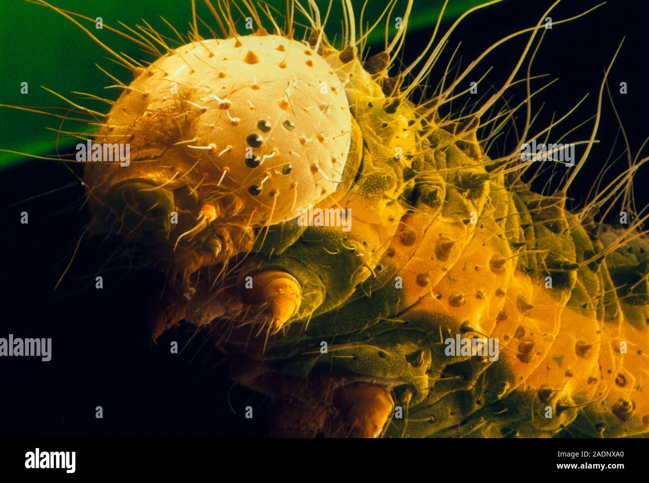 Cabbage white caterpillar. Coloured scanning electron micrograph (SEM ... Cabbage white caterpillar. Coloured scanning electron micrograph (SEM ...