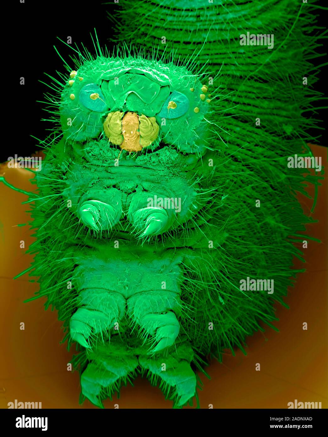 Cabbage white caterpillar. Coloured scanning electron micrograph (SEM ... Cabbage white caterpillar. Coloured scanning electron micrograph (SEM ...