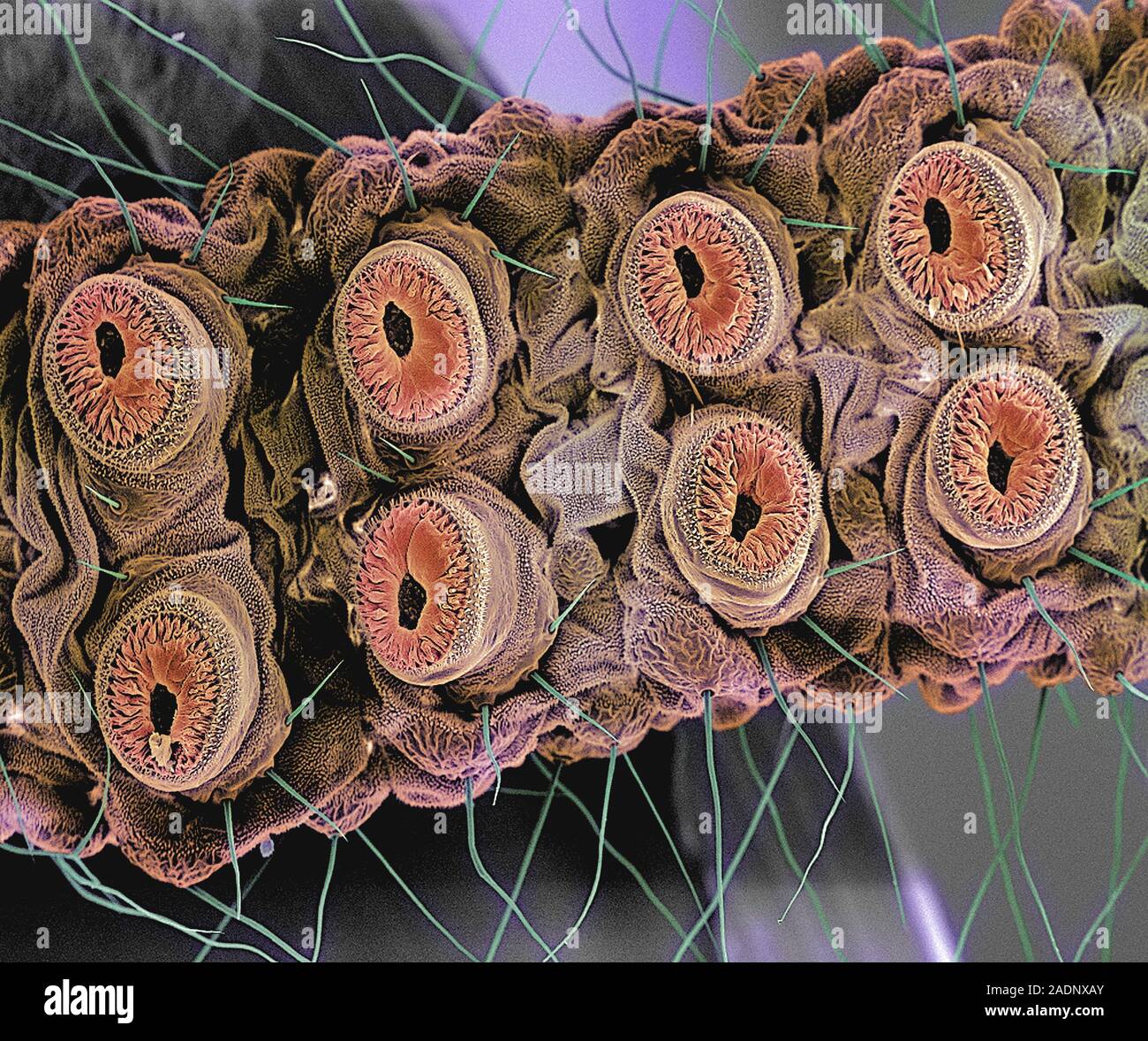 Caterpillar feet. Coloured scanning electron micrograph (SEM) of the ...