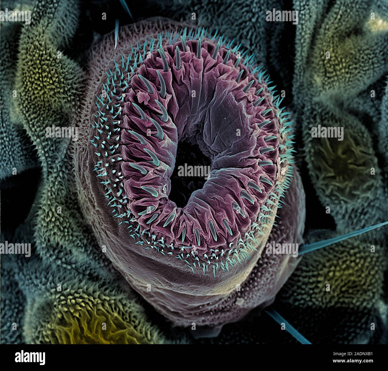 Caterpillar foot. Coloured scanning electron micrograph (SEM) of the ... Caterpillar foot. Coloured scanning electron micrograph (SEM) of the ...