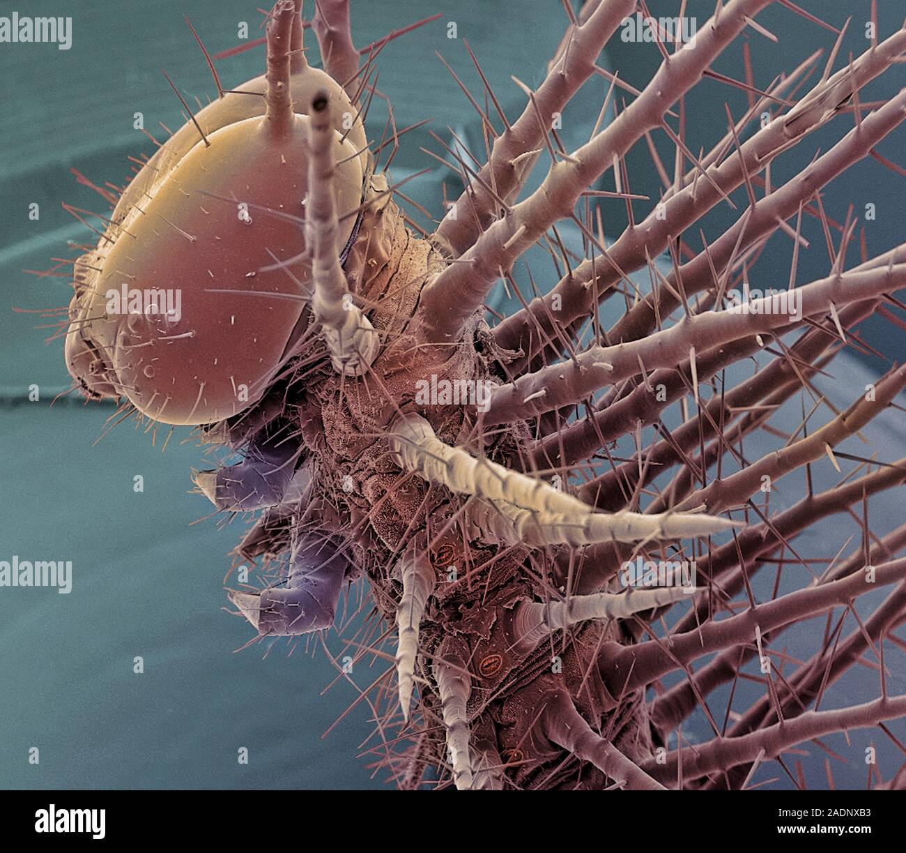 Caterpillar. Coloured scanning electron micrograph (SEM) of an ... Caterpillar. Coloured scanning electron micrograph (SEM) of an ...