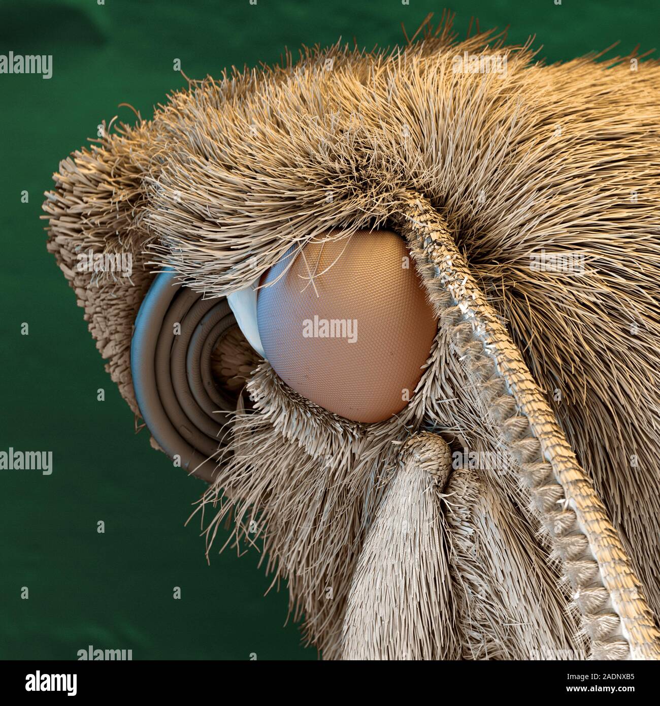 Hawkmoth head. Coloured scanning electron micrograph (SEM) of the head ...