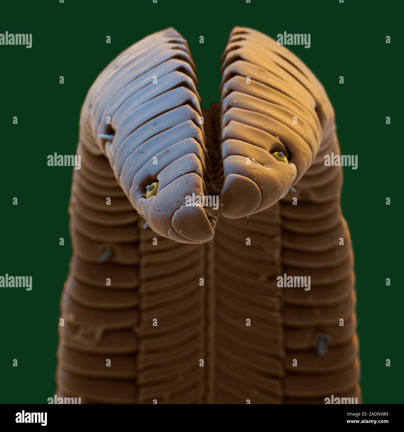 Hawkmoth tongue. Coloured scanning electron micrograph (SEM) of the end ...