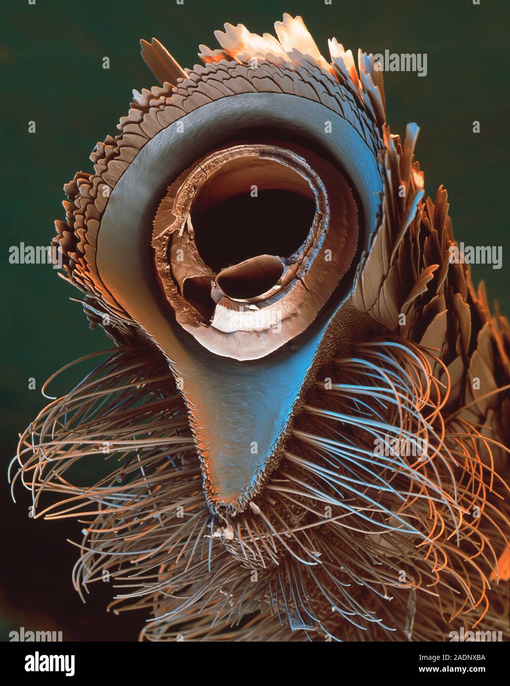 Male hawkmoth antenna. Coloured scanning electron micrograph (SEM) of a ...