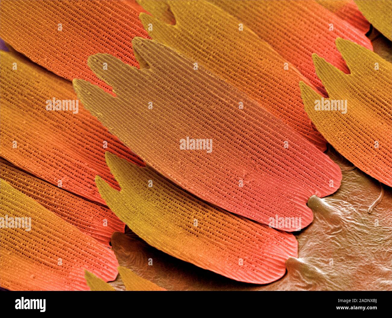Butterfly scales. Coloured scanning electron micrograph (SEM) of scales ...