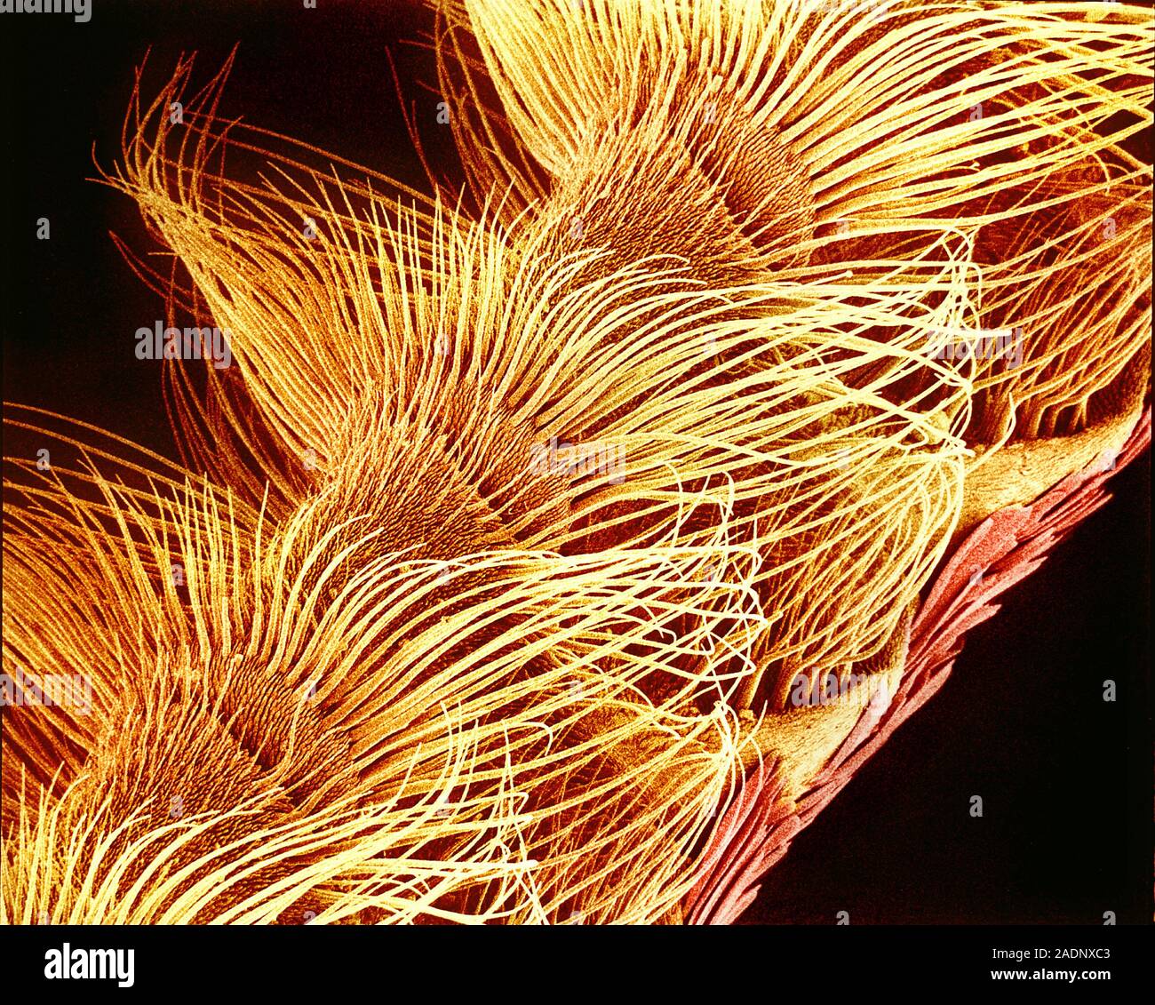 Moth antenna. Coloured scanning electron micrograph (SEM) of the ...