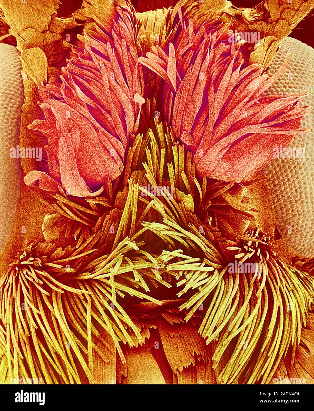 Moth's head. Coloured scanning electron micrograph (SEM) of the surface ...