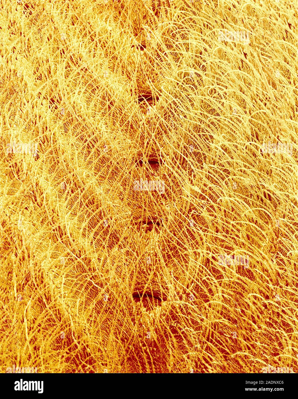 Moth antenna. Coloured scanning electron micrograph (SEM) of the ...