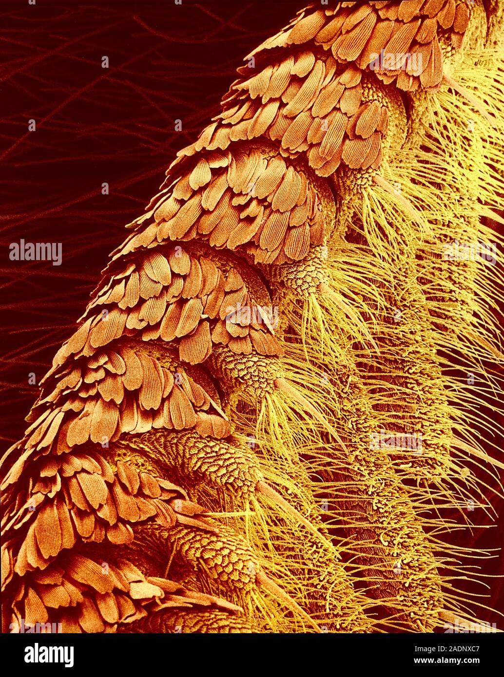Moth antenna. Coloured scanning electron micrograph (SEM) of the ...