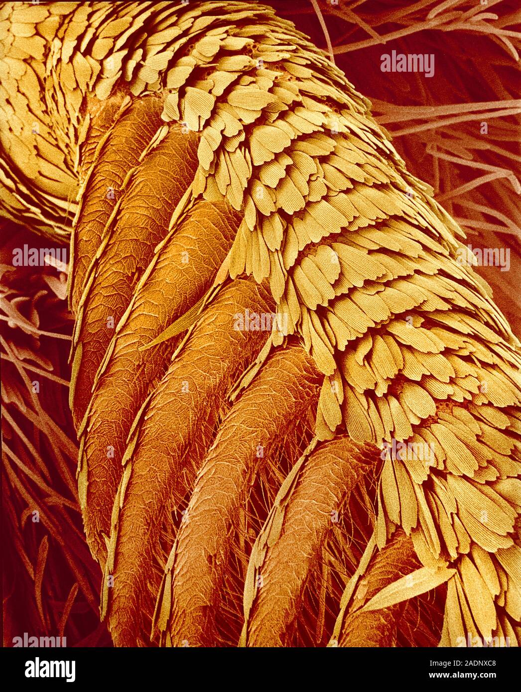 Moth antenna. Coloured scanning electron micrograph (SEM) of the ...